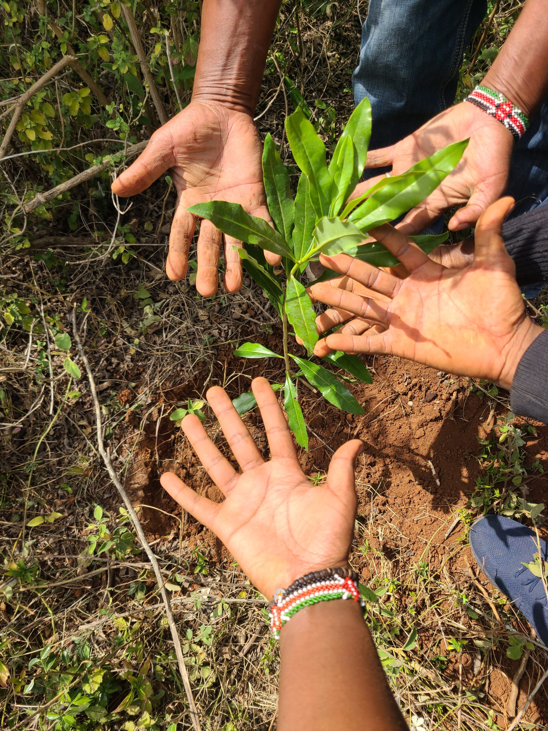 Oloolua Forest: Collaborative Restoration for a Sustainable Future ...
