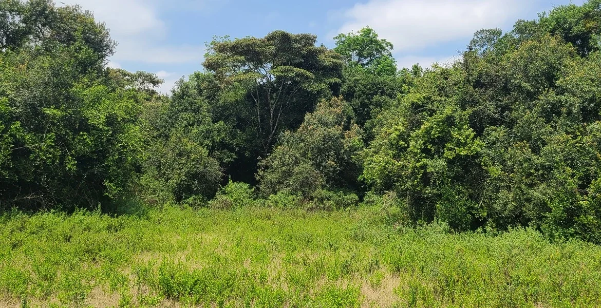 Oloolua Forest: Kenya's Hidden Gem - Kijani Resilience Hub