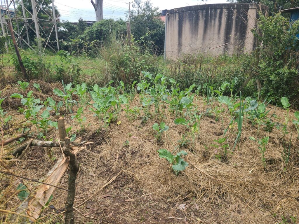 Oloolua Forest: Kenya's Hidden Gem - Kijani Resilience Hub